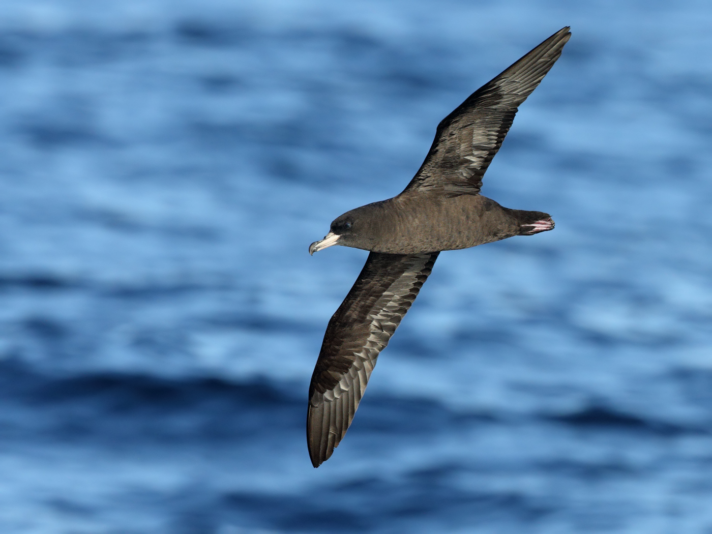 Flesh-footed Shearwater | BIRDS in BACKYARDS