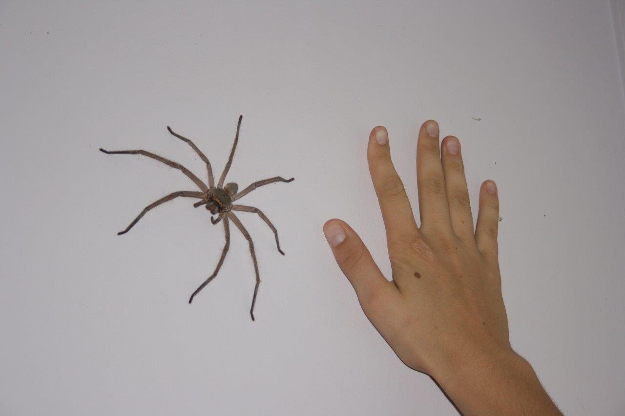 Spiders | BIRDS in BACKYARDS