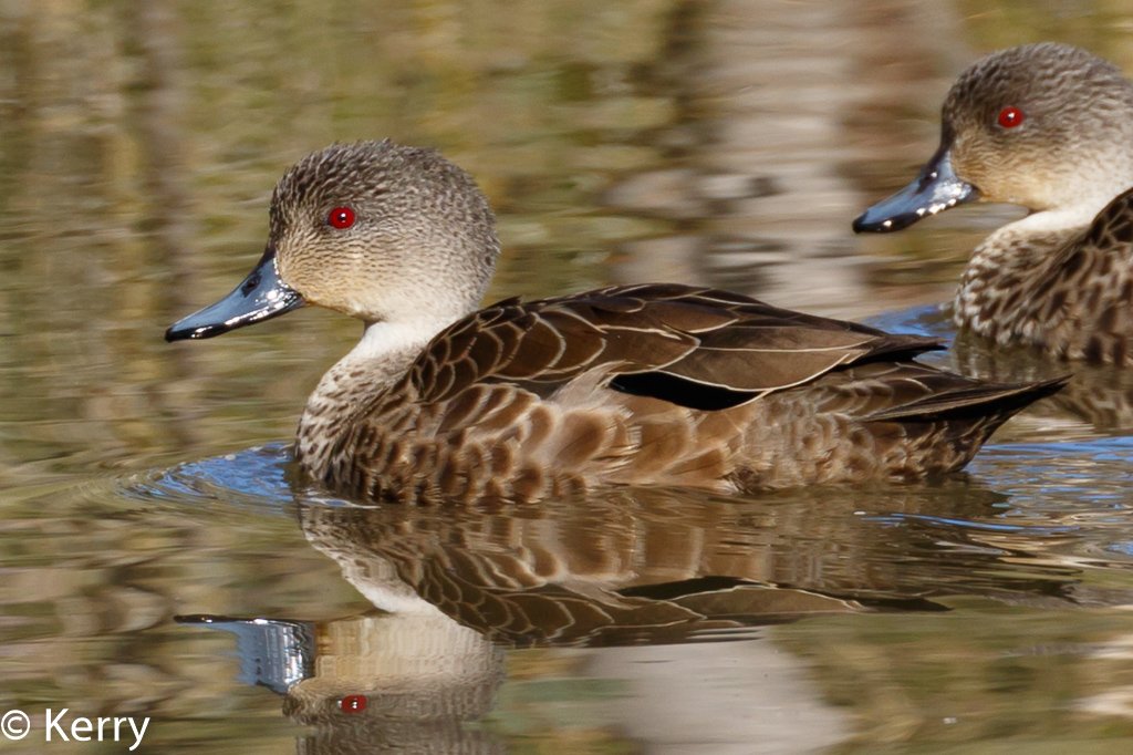 Chestnut Teal or Grey Teal? | BIRDS in BACKYARDS
