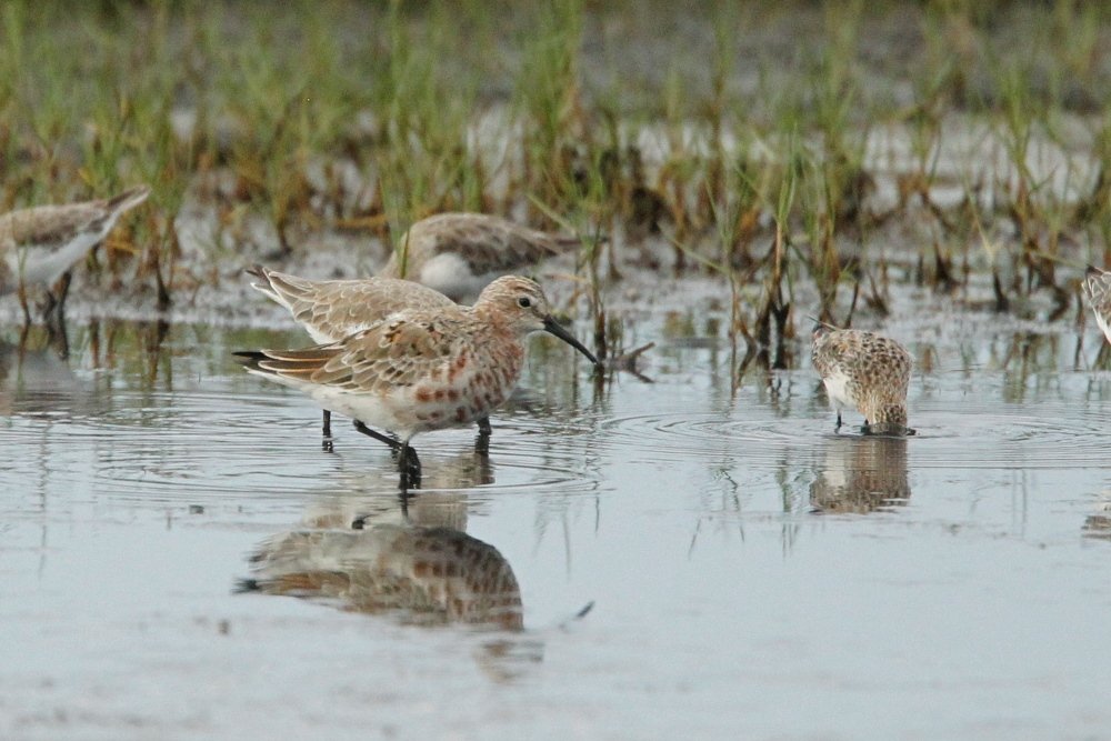 Waders | BIRDS in BACKYARDS
