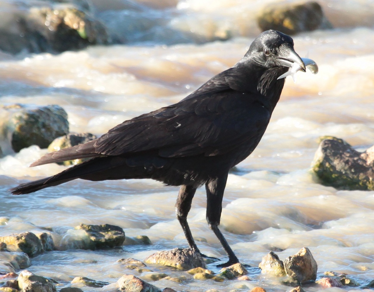 Torresian Crow catching fish | BIRDS in BACKYARDS