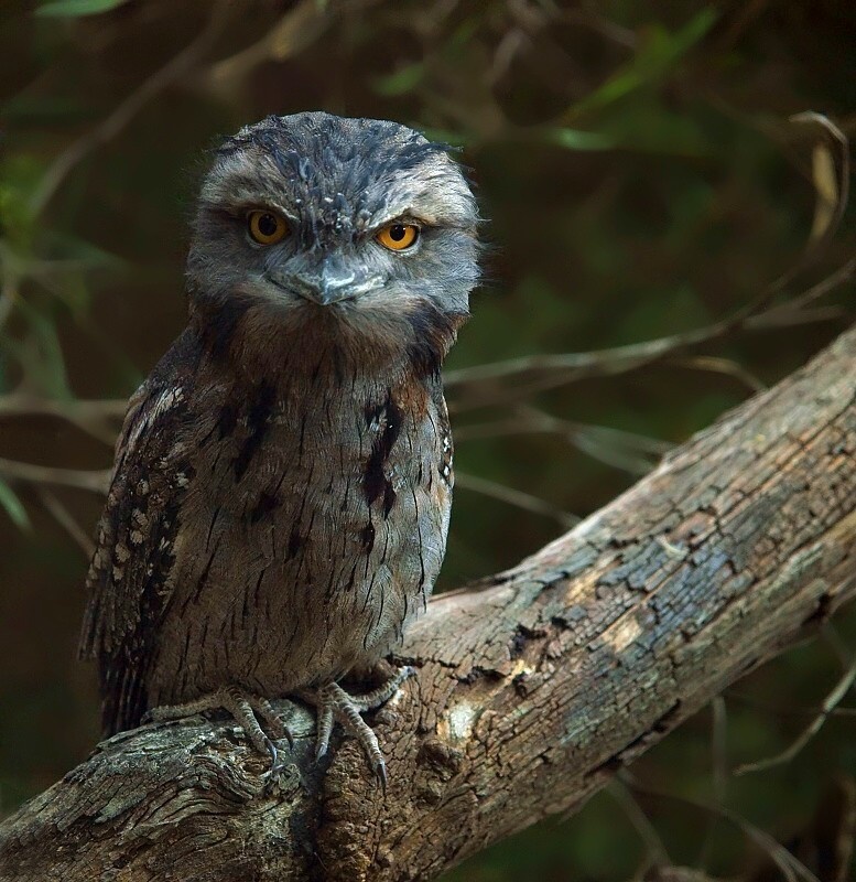 Tawny Frogmouth | BIRDS in BACKYARDS