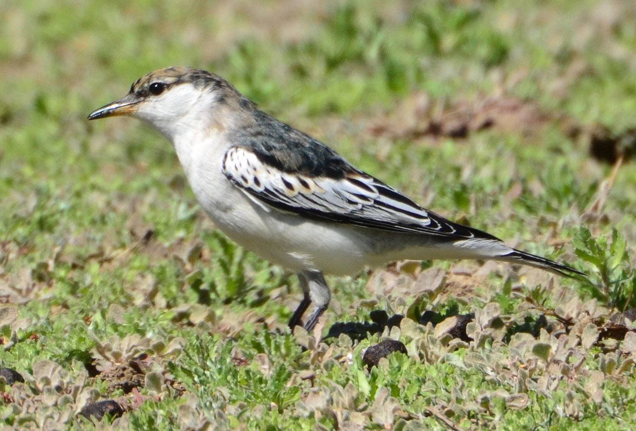 White-winged Triller | BIRDS in BACKYARDS