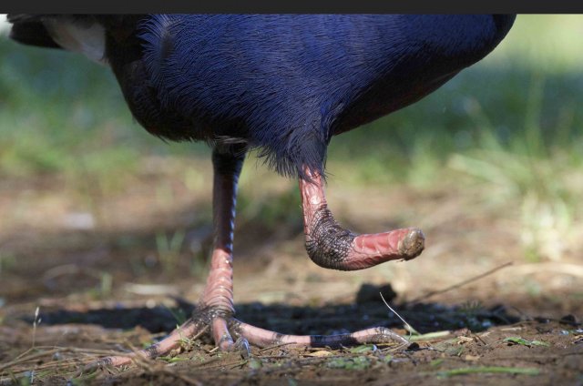 Birds with Missing Limbs | BIRDS in BACKYARDS